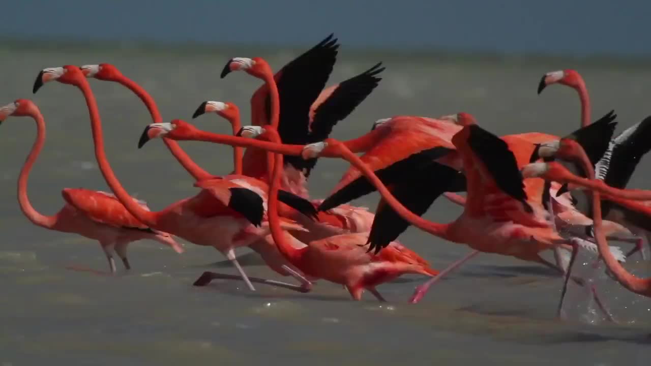 Flamingoes Taking Flight - Stock Video | Motion Array