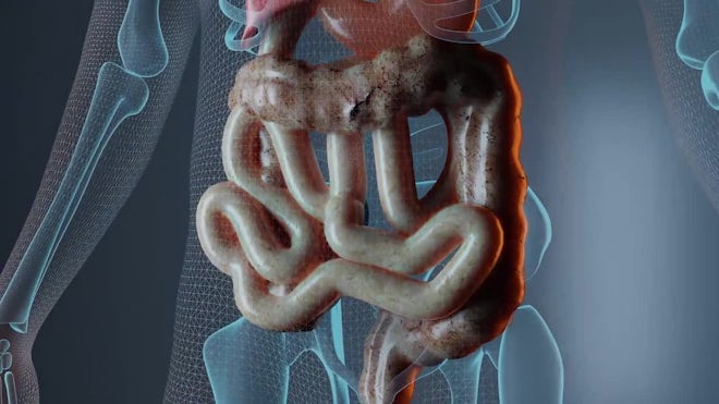 Large Intestine Animation