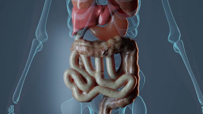 Large Intestine Animation