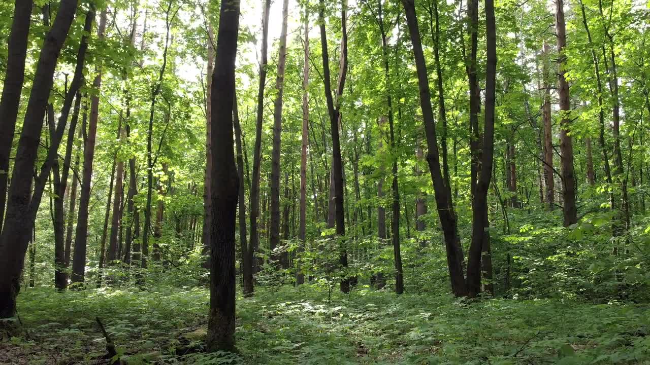 Forest Through The Trees - Stock Video | Motion Array