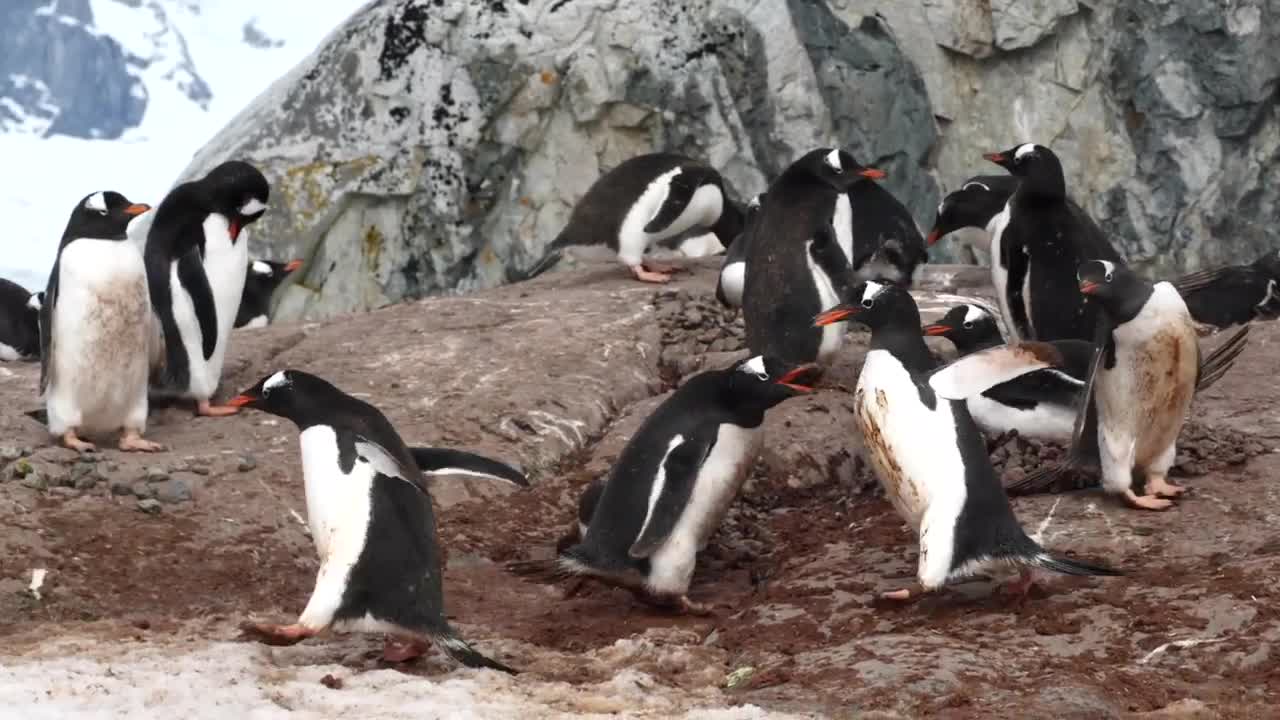 Penguin Running Away - Stock Video | Motion Array