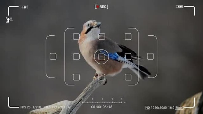 Camera Recording Overlay - Stock Motion Graphics | Motion Array