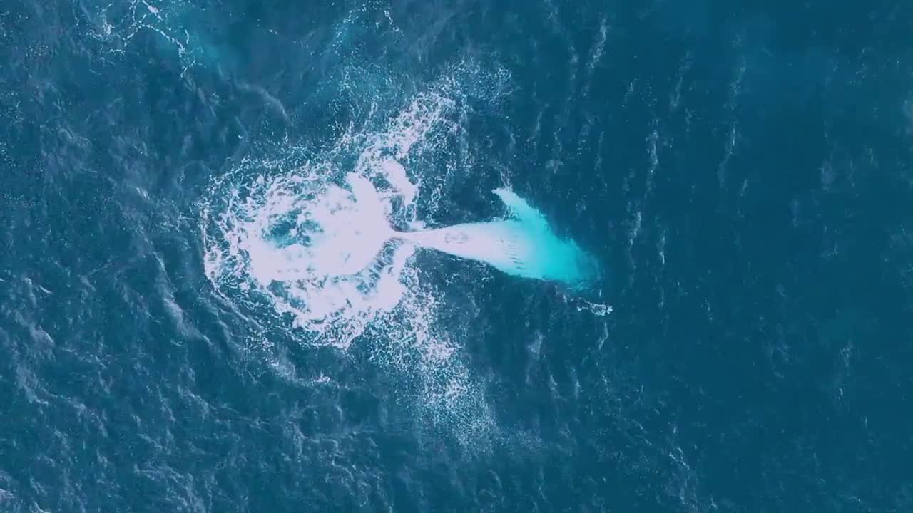 Humpback Whale From Above - Stock Video | Motion Array