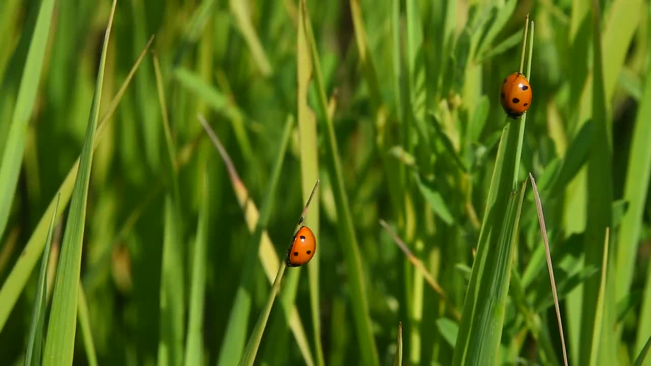 Ladybugs In Grass - Stock Video | Motion Array