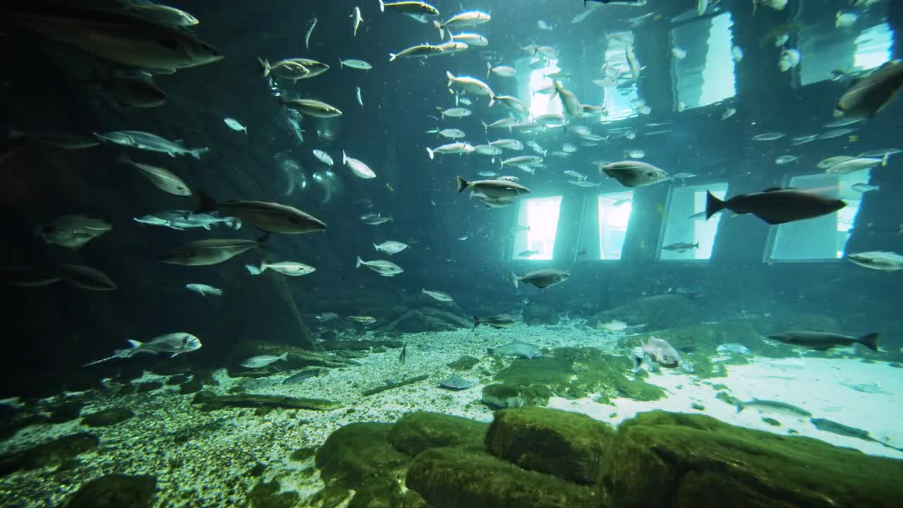 School Of Fish In Aquarium - Stock Video | Motion Array