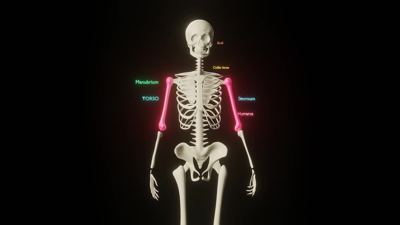 Zoom Out Of Human Skeleton - Stock Motion Graphics | Motion Array