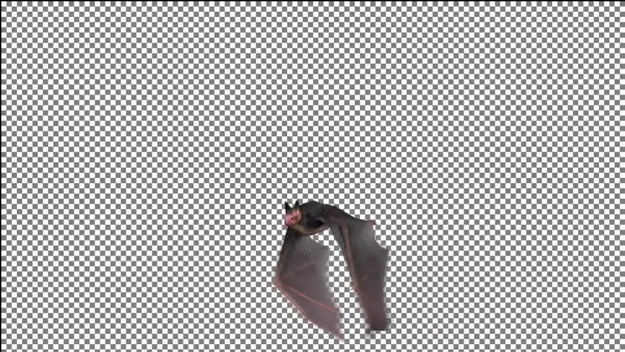 Flying Bat On Alpha Loops - Stock Motion Graphics | Motion Array