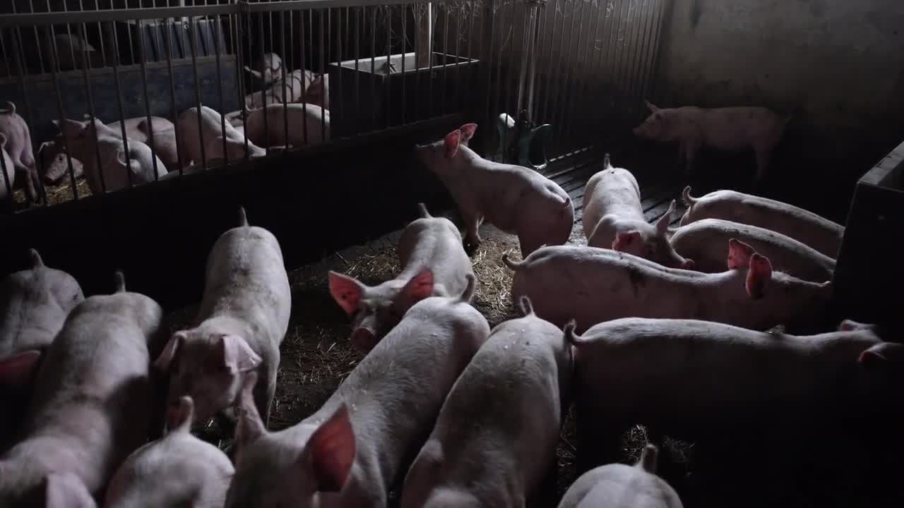 Pigs In A Barn Pigpen - Stock Video | Motion Array