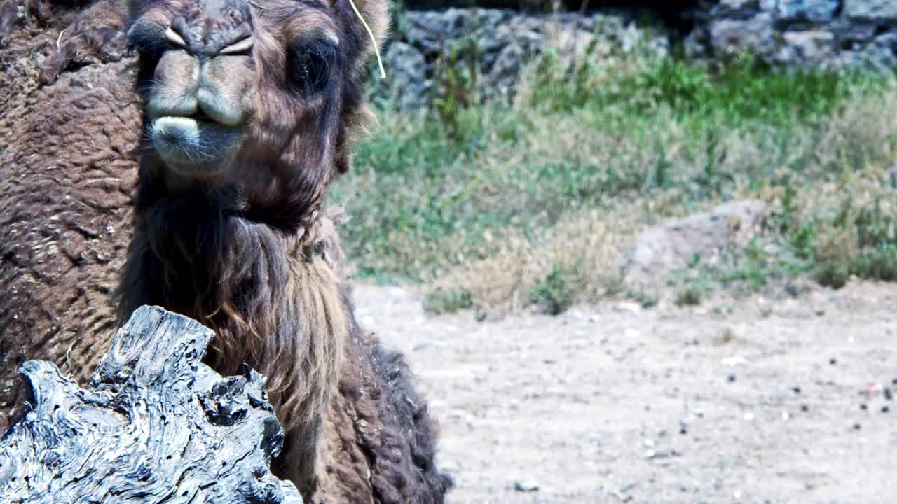 Camel Chewing In Slow-Motion Close-Up - Stock Video | Motion Array