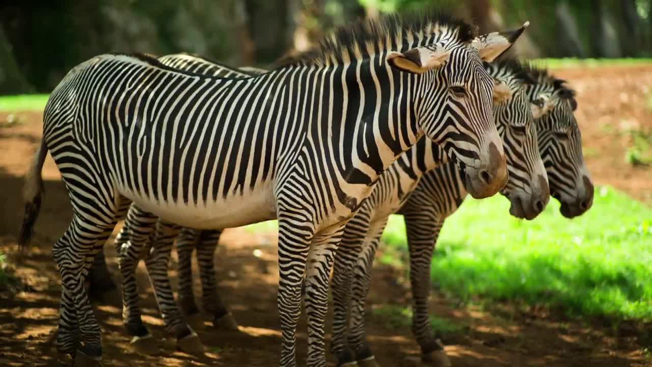 Three Zebras Stand Together - Stock Video | Motion Array
