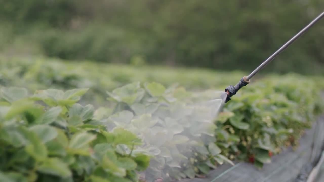 Spraying Insecticide - Stock Video | Motion Array