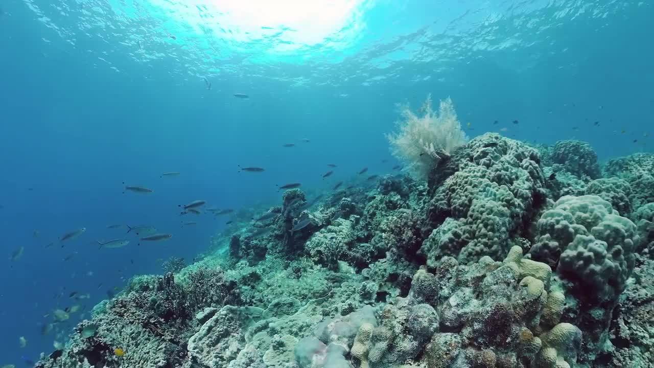 Underwater Look At Coral Reefs And Fish - Stock Video | Motion Array