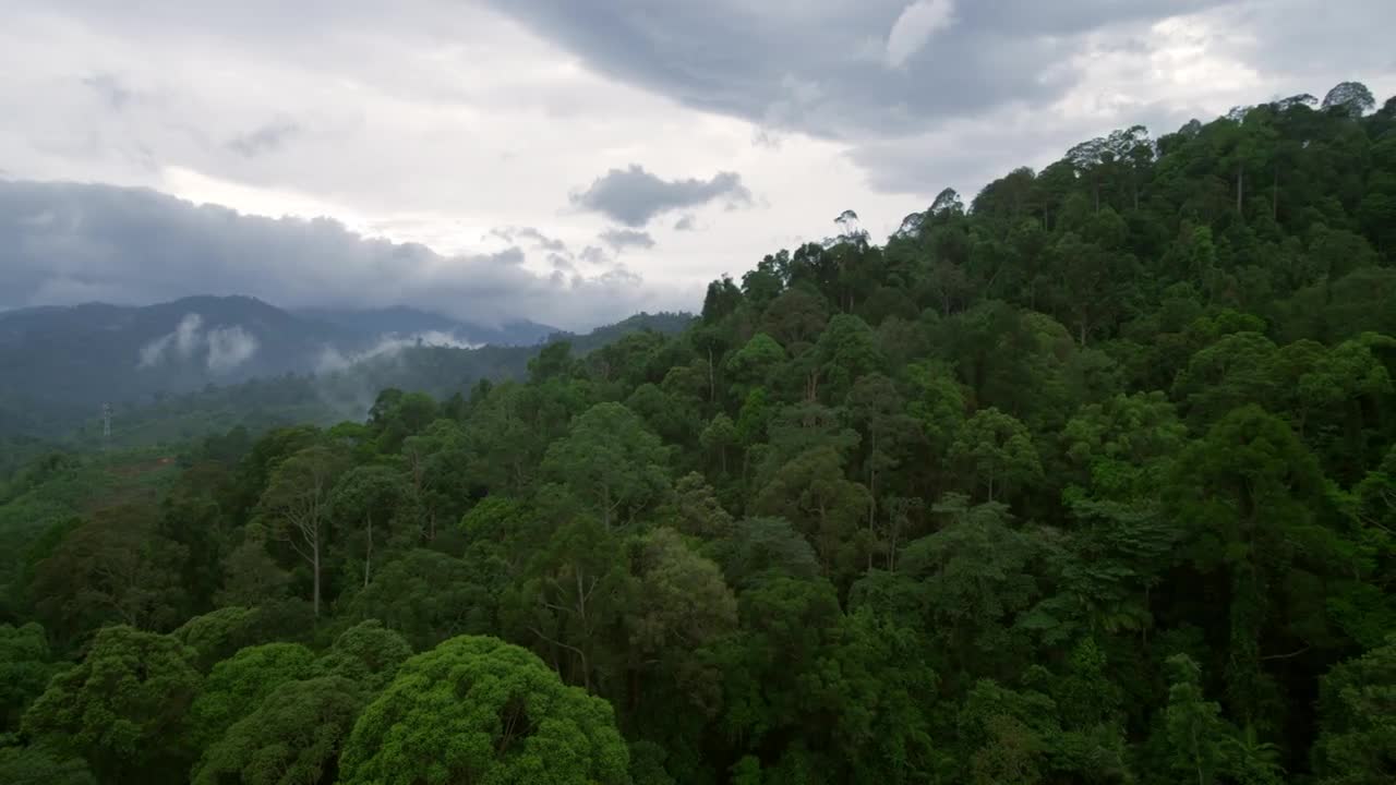 Tropical Rainforest Trees - Stock Video | Motion Array