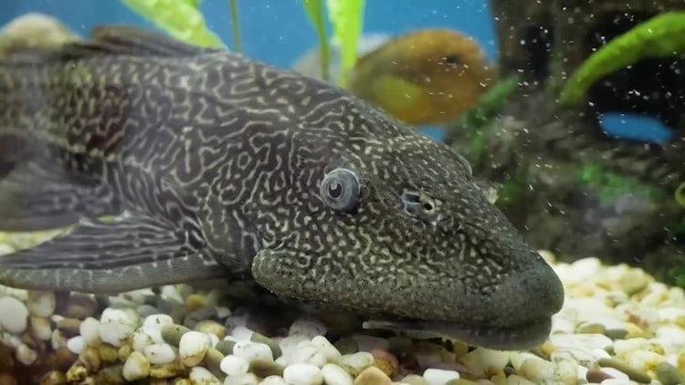 Janitor Fish - Stock Video | Motion Array