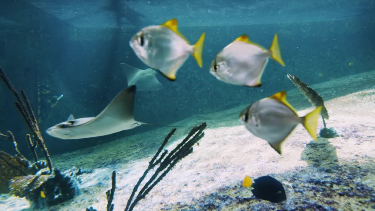 Stingray Tank - Stock Video | Motion Array