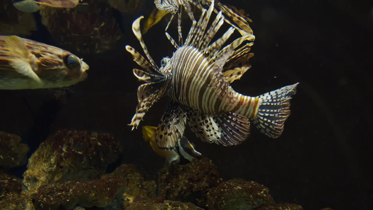 Lionfish In Aquarium - Stock Video | Motion Array
