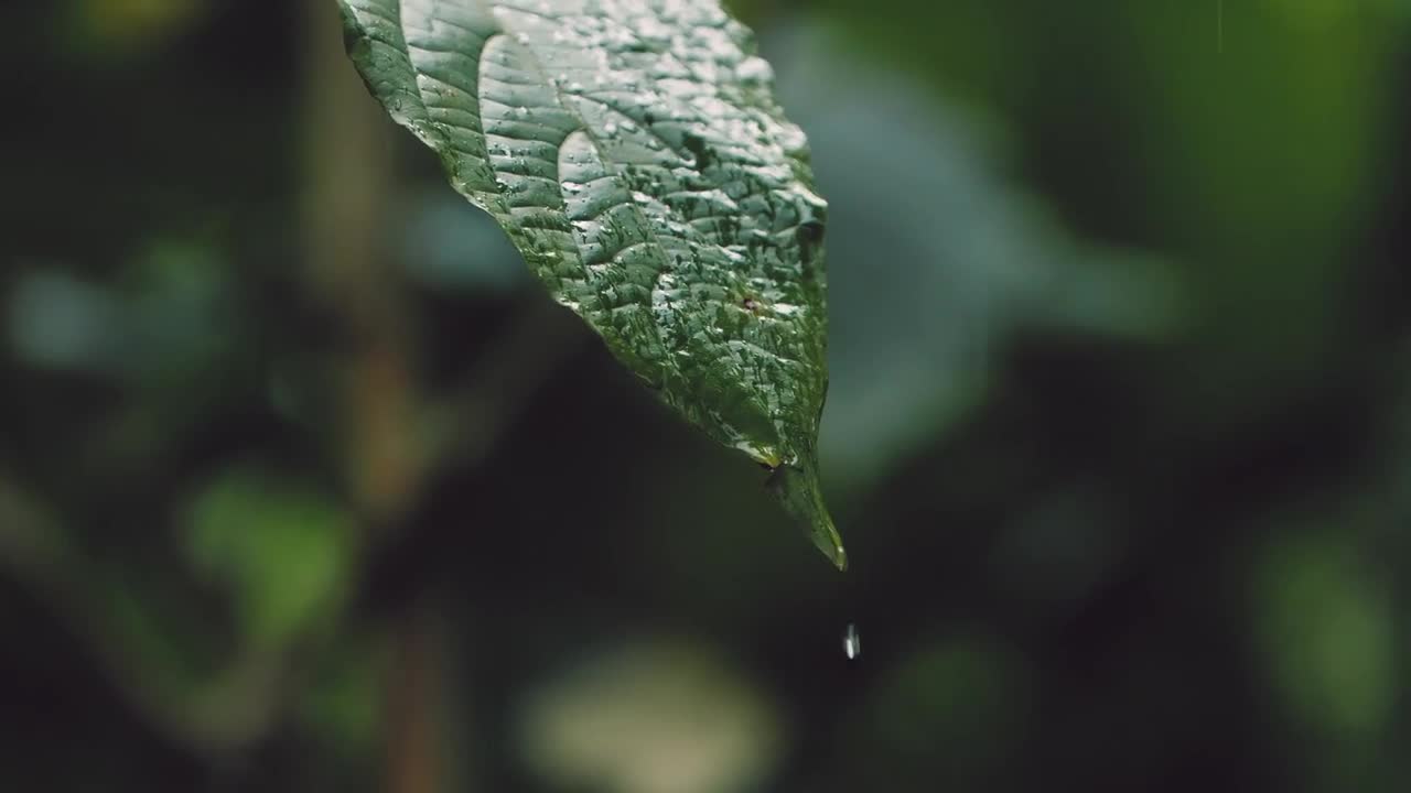 Rain Drop On A Leaf - Stock Video | Motion Array