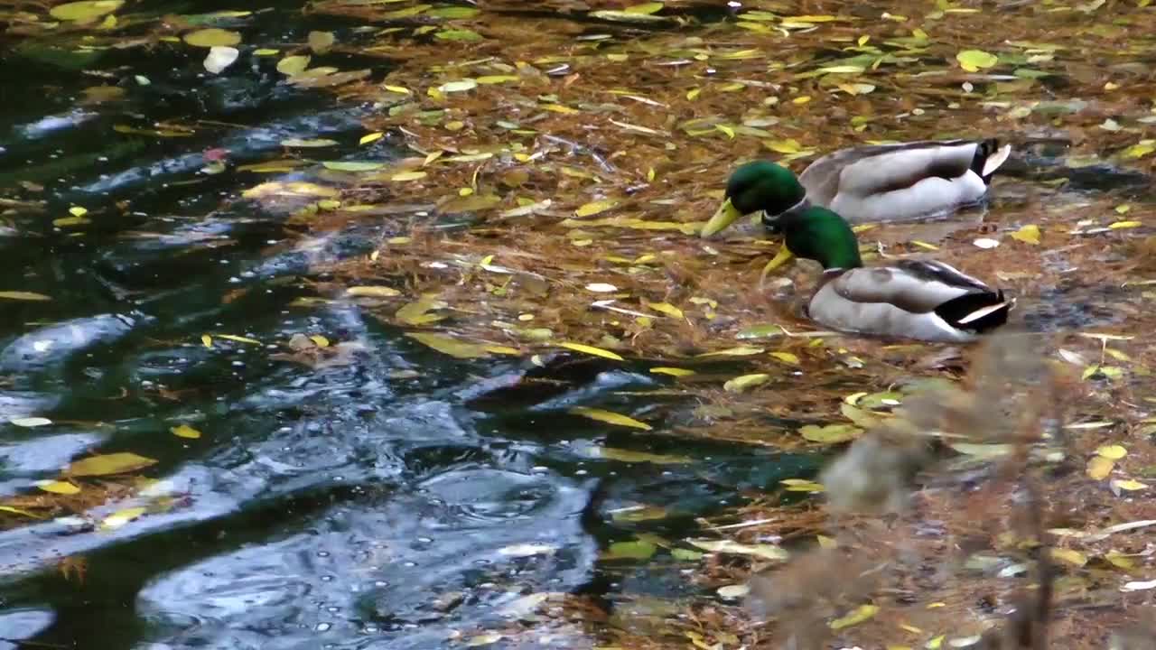 Mallard Ducks Feeding On Lake - Stock Video | Motion Array