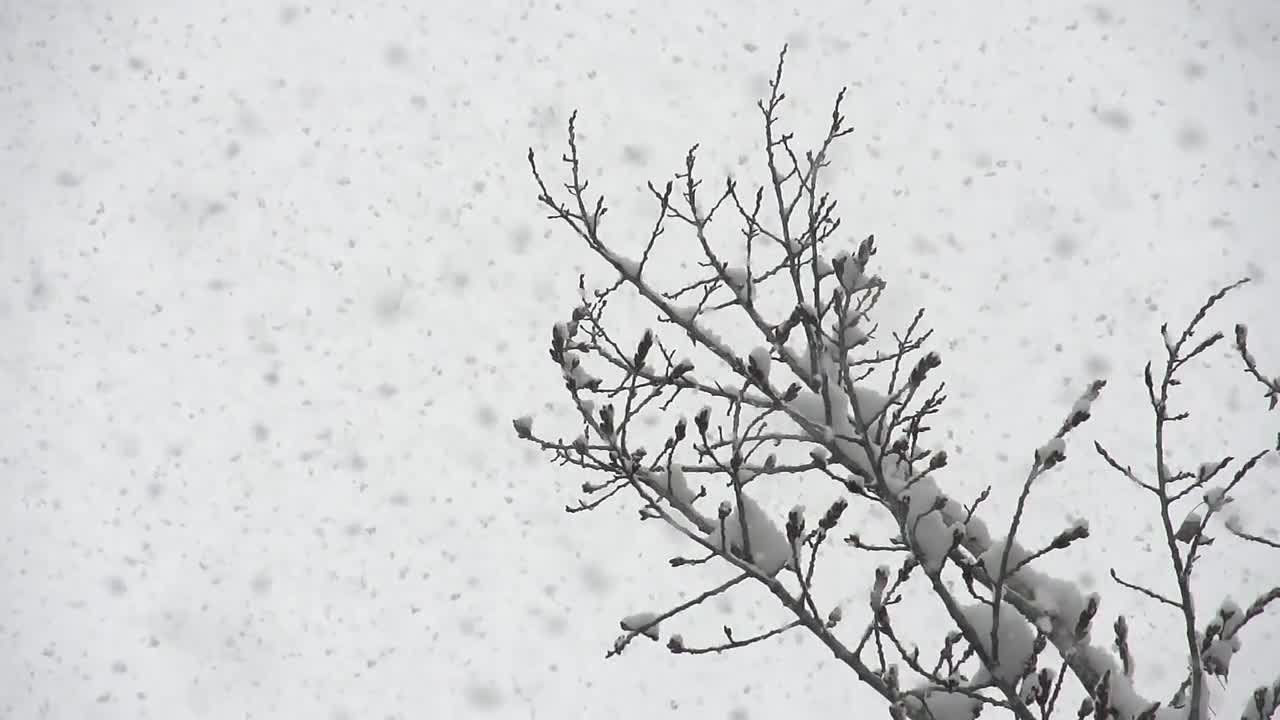 Snow In The Air - Stock Video | Motion Array