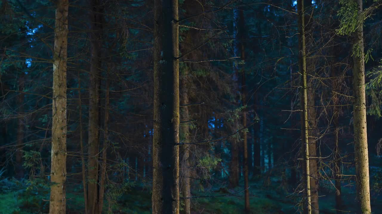 Woods At Night - Stock Video | Motion Array
