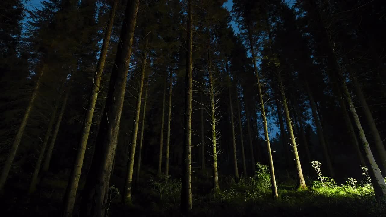 Pine Forest Light Painting - Stock Video | Motion Array