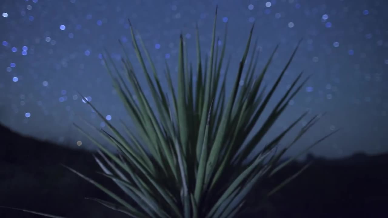 Yucca Plant At Night Time-Lapse Pan - Stock Video | Motion Array