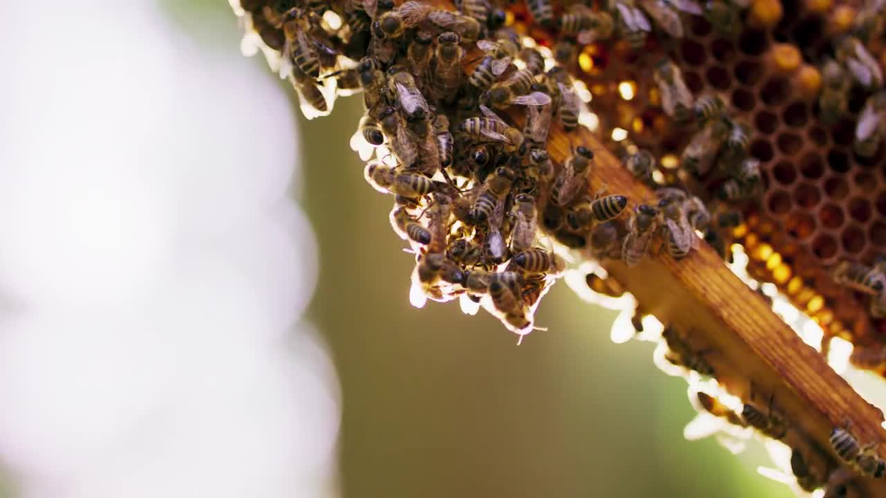 Honey Bees On A Beehive Frame Close-Up - Stock Video | Motion Array