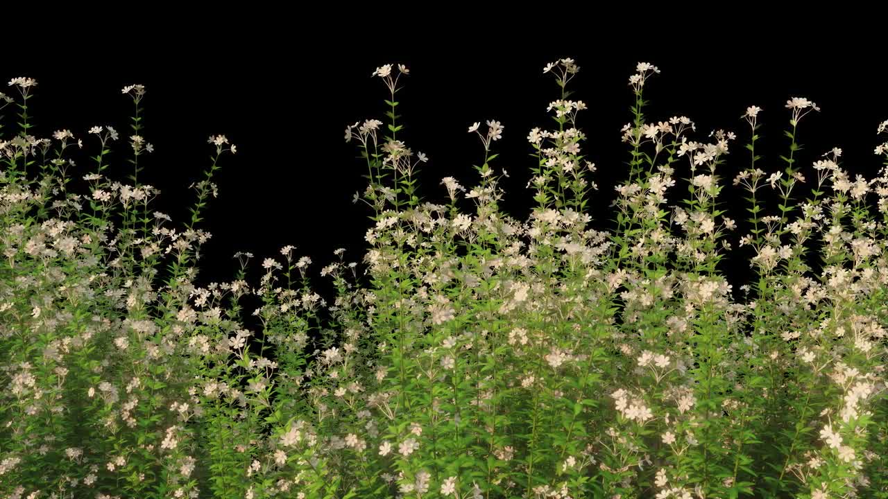 Realistic Wildflowers On Alpha Loop - Stock Motion Graphics | Motion Array