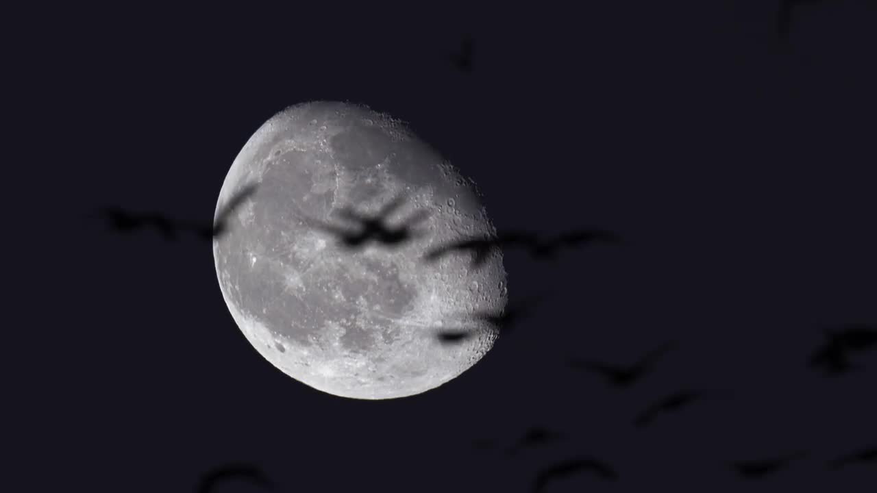The Moon And Flying Birds - Stock Video | Motion Array