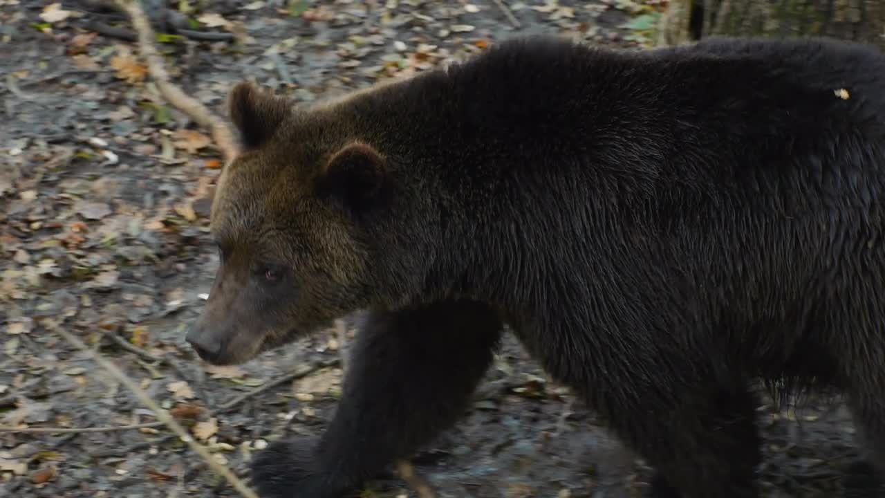 Bear Prowling - Stock Video | Motion Array