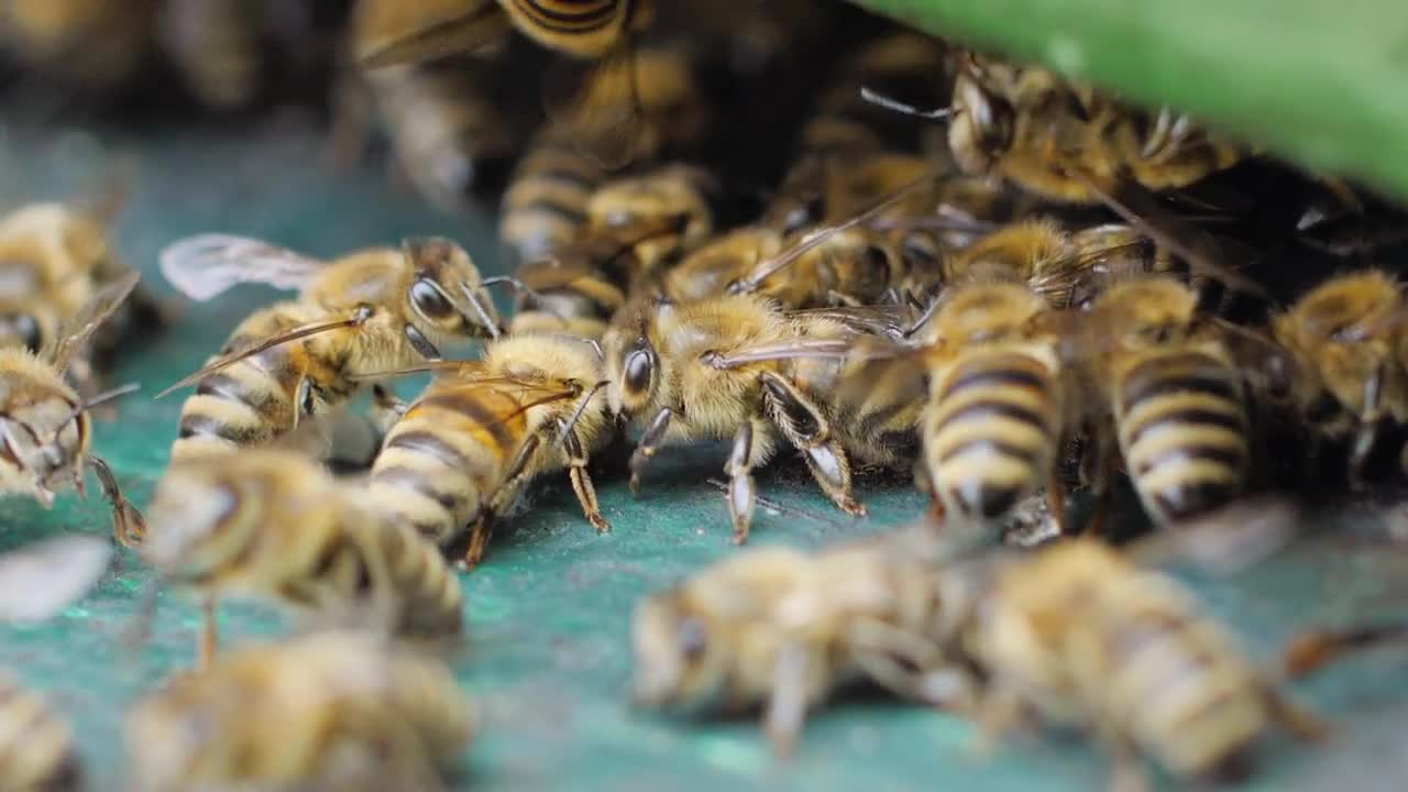 Bees At Beehive Slow Motion - Stock Video | Motion Array