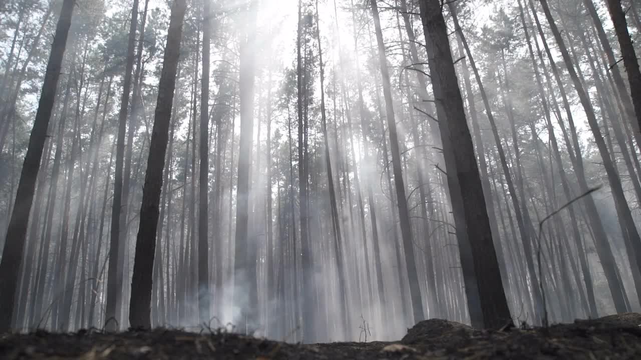 Smoke Rises From The Ground - Stock Video | Motion Array