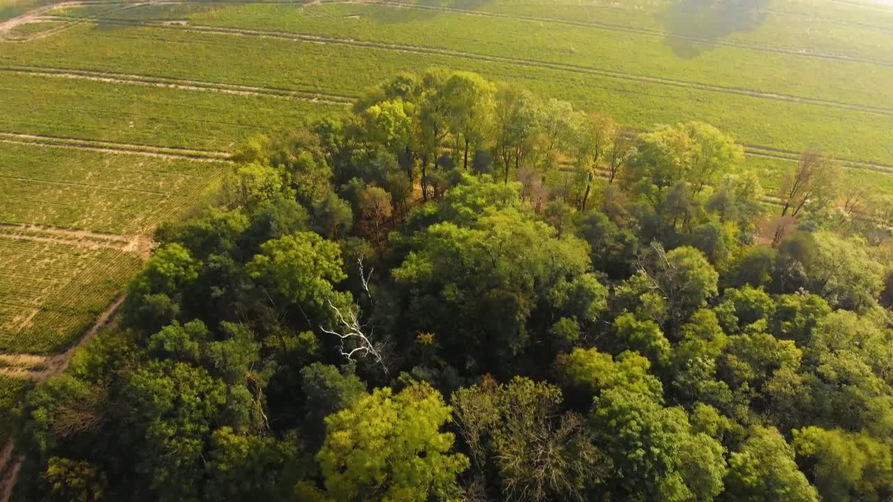 green-forest-and-fields-aerial-stock-video-motion-array