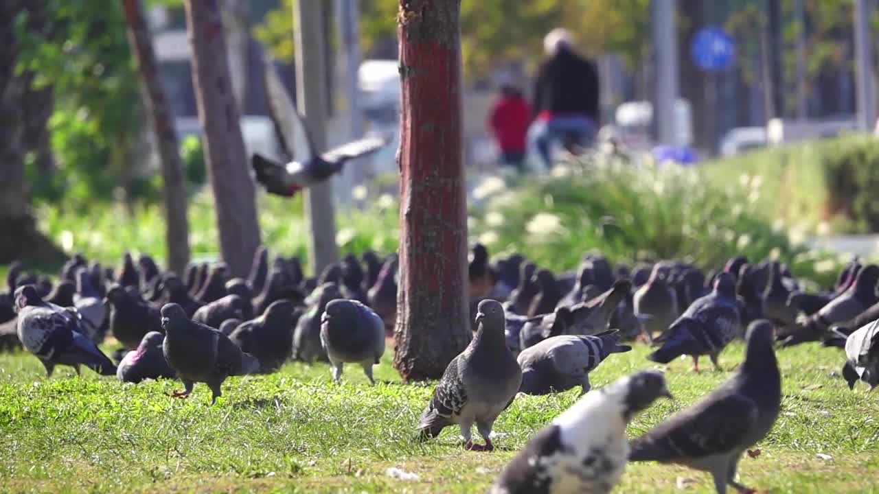 A Flock Of City Pigeons - Stock Video | Motion Array