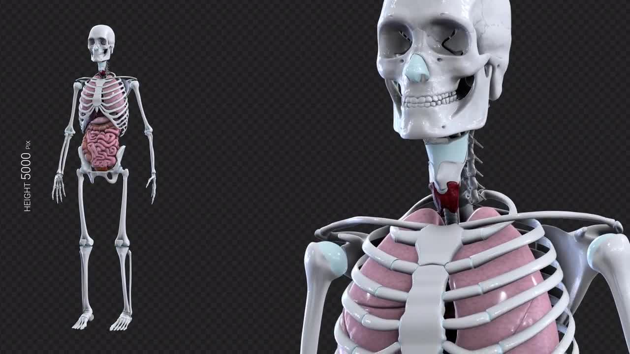 Rotating Skeleton And Organs On Alpha - Stock Motion Graphics | Motion ...