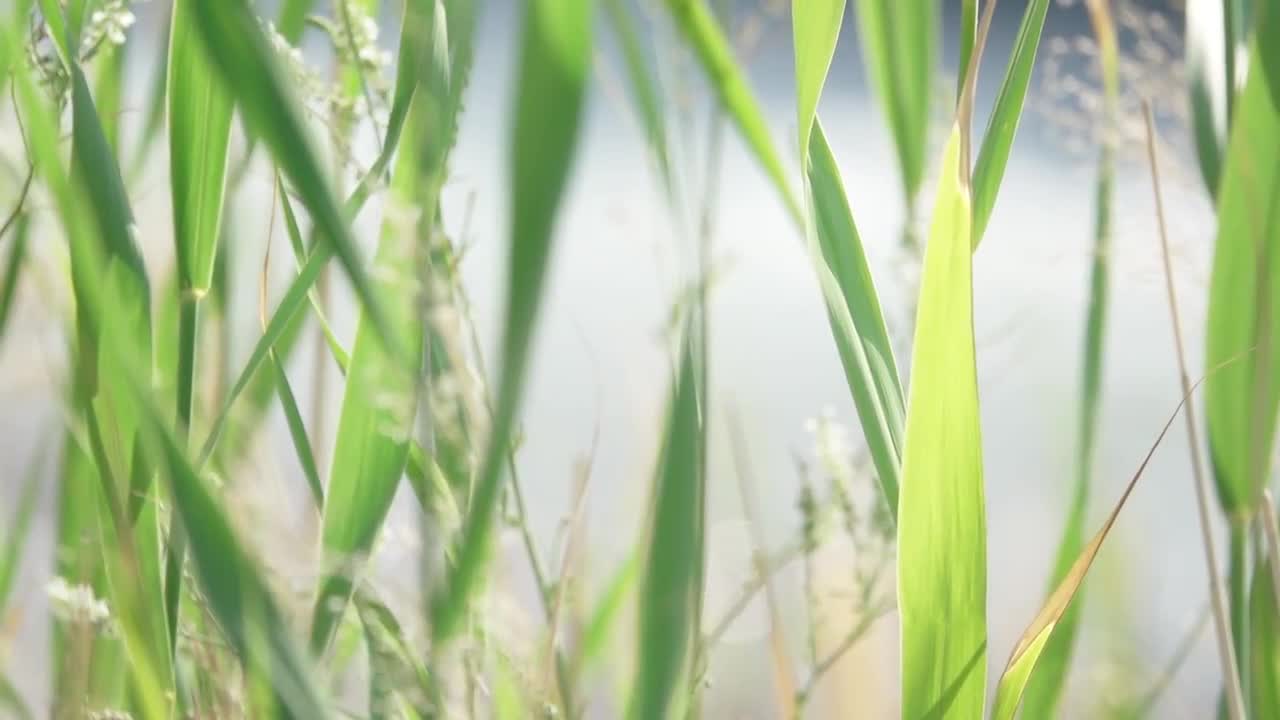 Reed Leaves - Stock Video | Motion Array