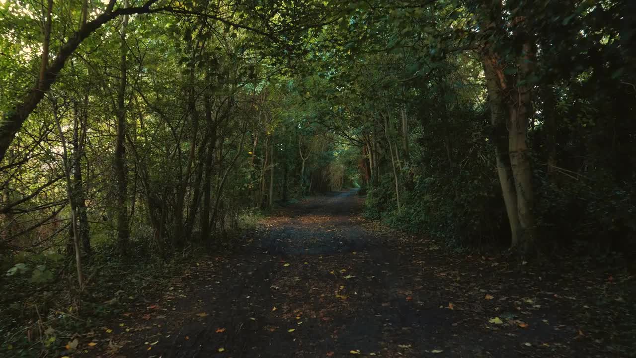 Walking Through An Empty Forest - Stock Video | Motion Array