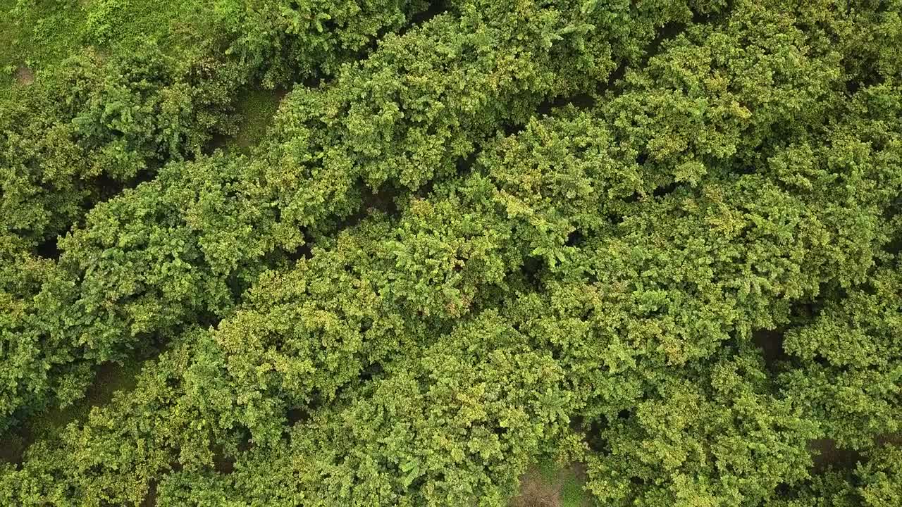 Walnut Grove Top View - Stock Video | Motion Array