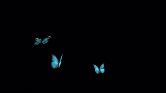 Butterflies - Stock Motion Graphics | Motion Array
