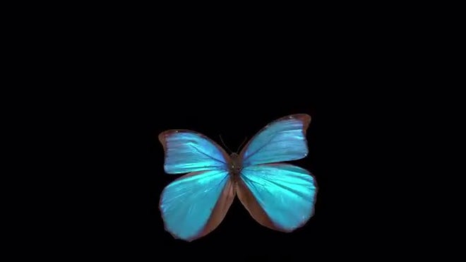 Butterflies - Stock Motion Graphics | Motion Array