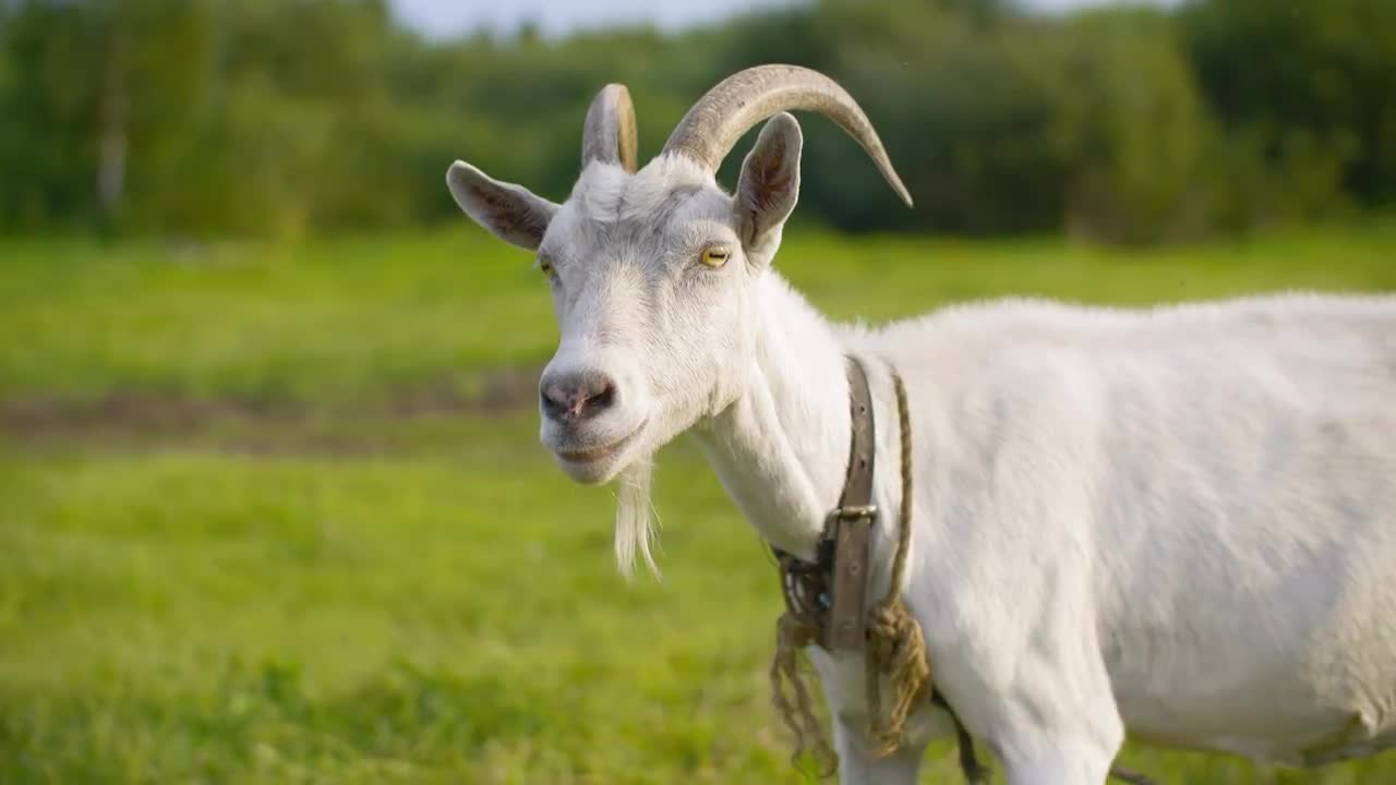 White Nanny Goat On Farm - Stock Video | Motion Array