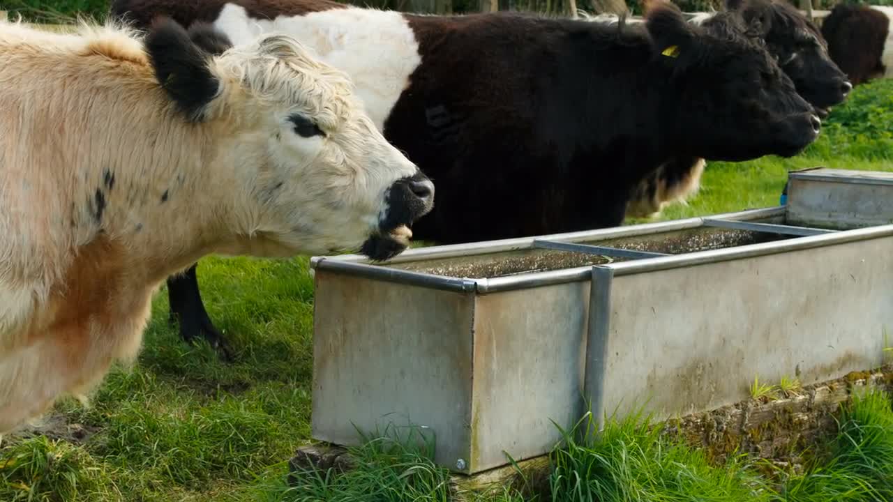 Woolly Cows Standing by a Trough - Stock Video | Motion Array