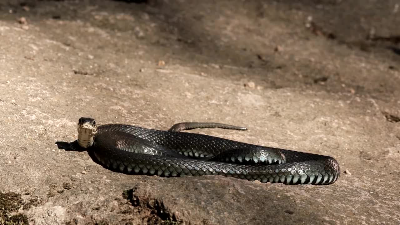 Snake Writhing On A Rock - Stock Video | Motion Array