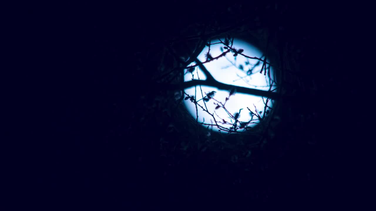 Moonlight Through Tree Branches - Stock Video | Motion Array