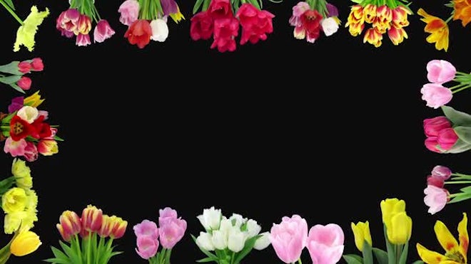 Montage Of Colorful Tulips Opening - Stock Video | Motion Array