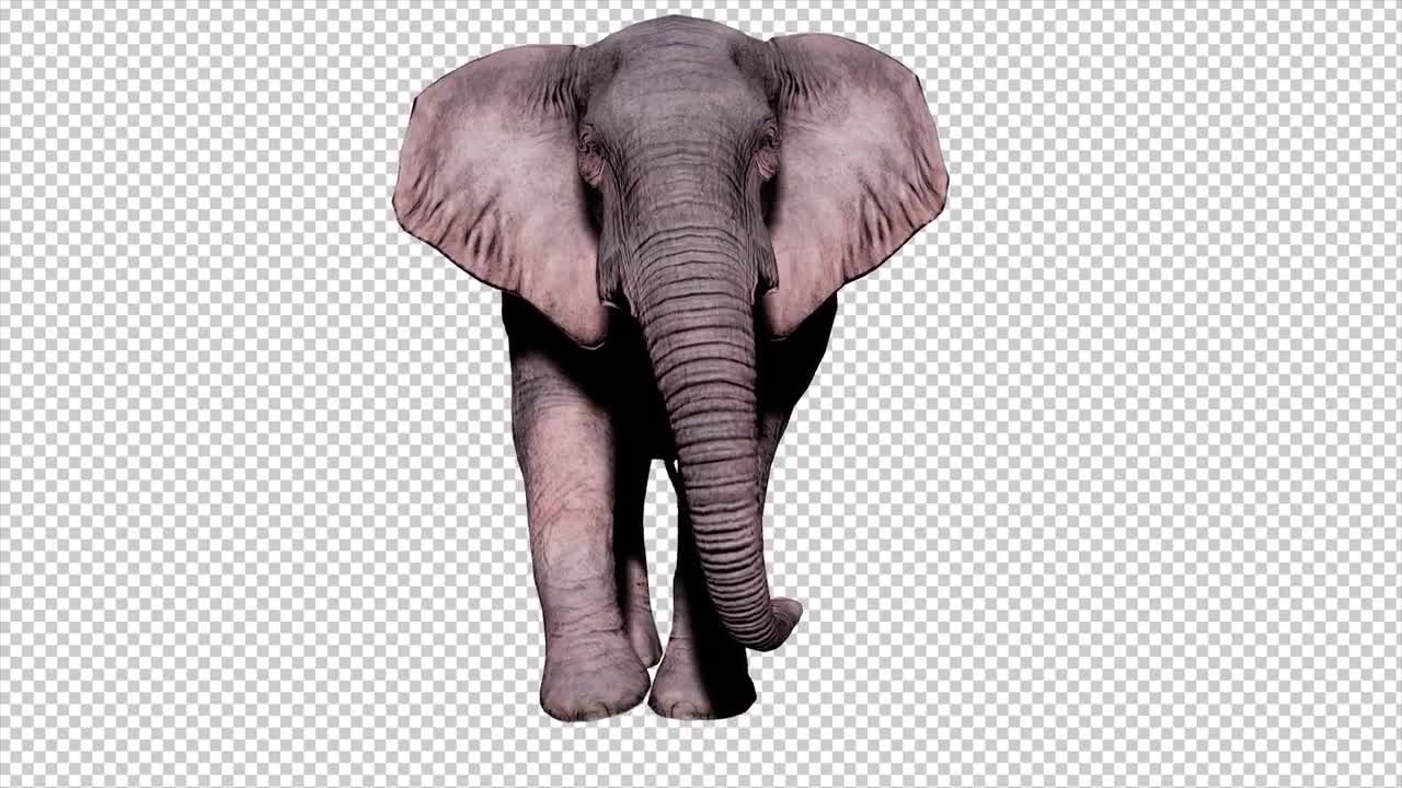 Elephants On Alpha Pack - Stock Motion Graphics | Motion Array