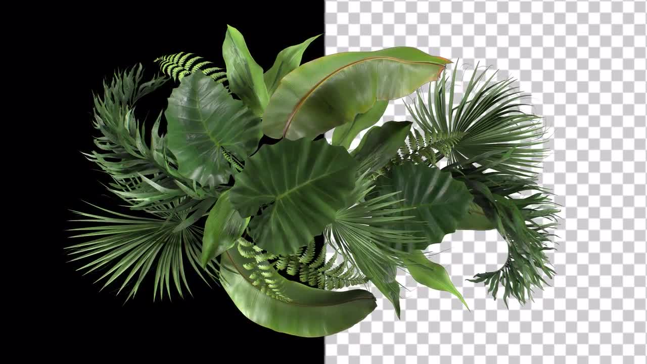 Tropical Plants On Alpha - Stock Motion Graphics | Motion Array