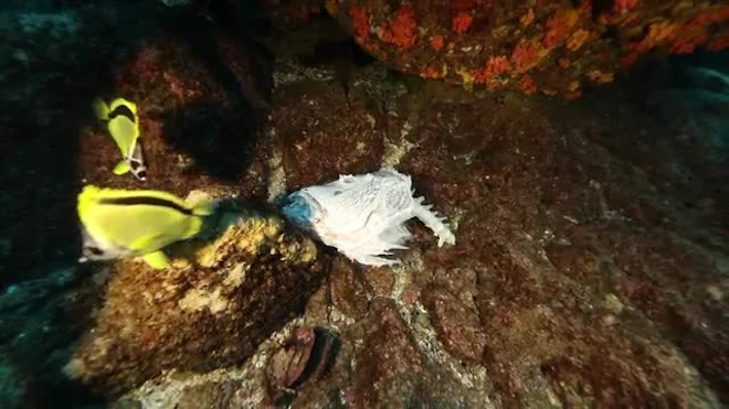 Dead Fish Ocean