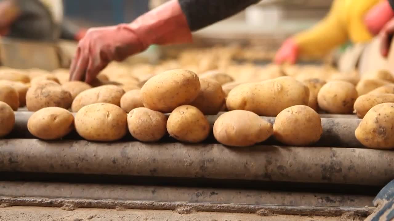 Workers Sorting Potatoes - Stock Video | Motion Array