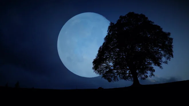 Moon Behind Trees